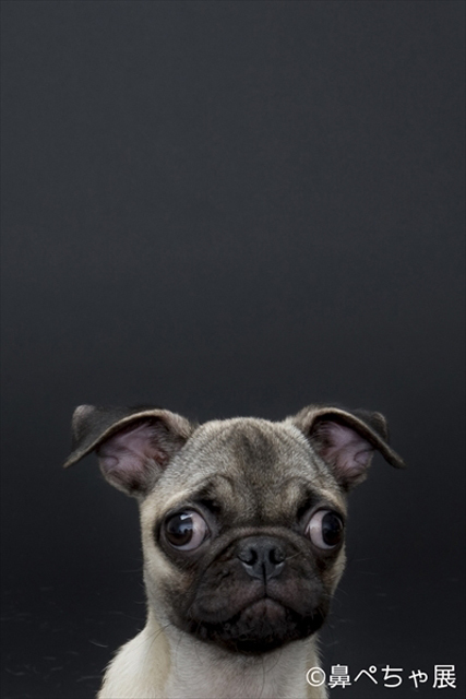 【写真満載】ぶひカワ! “鼻ぺちゃ犬”だらけの「鼻ペちゃ展」にメロメロ【フレンチ・ボストン・パグetc】（写真 4/23） - mimot.(ミモット)